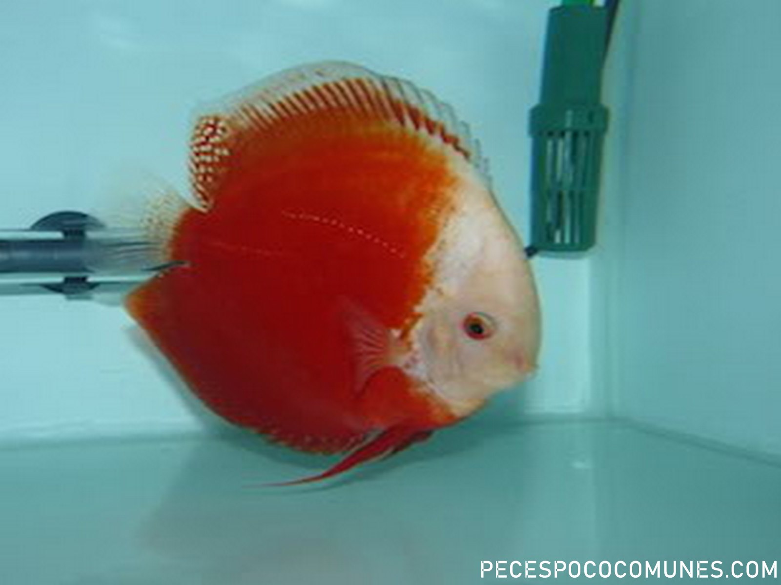 Pez Red Valentine 4CM