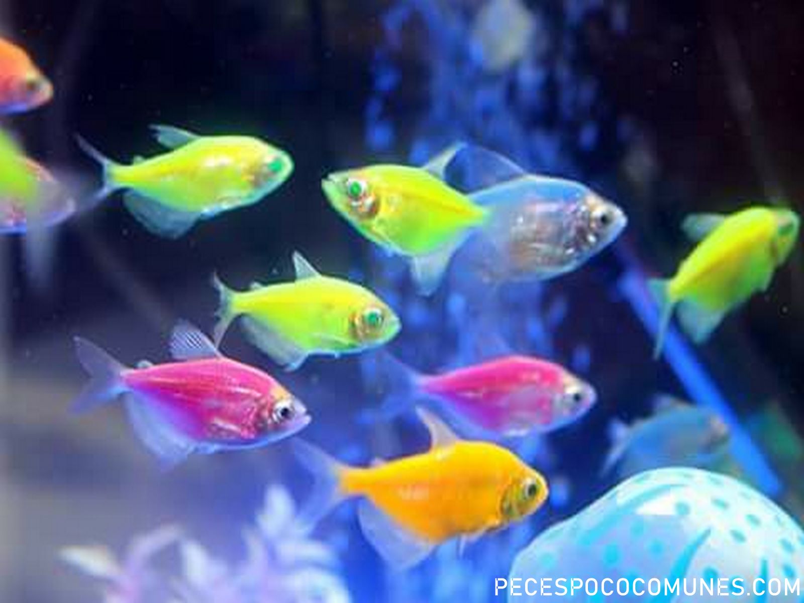 Peces :: PECES POCO COMUNES
